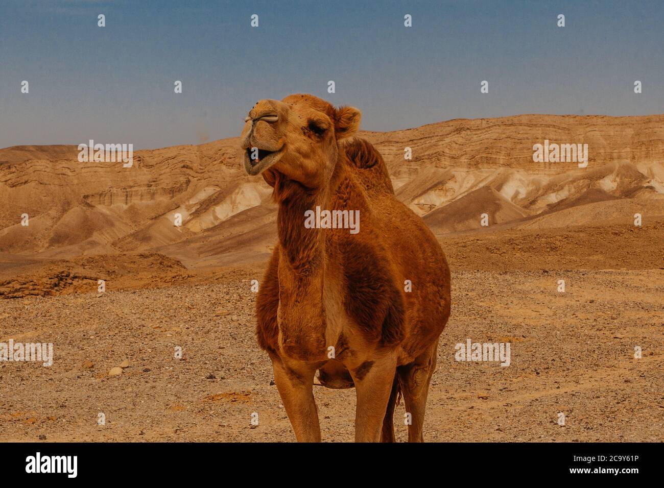Camel in desert in Israel, Negev Stock Photo - Alamy