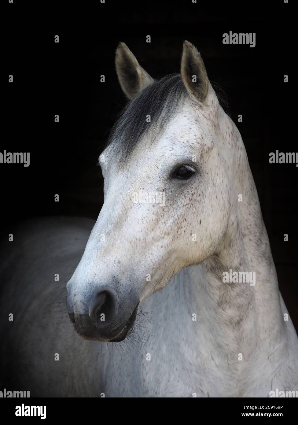Connemarra pony hi-res stock photography and images - Alamy
