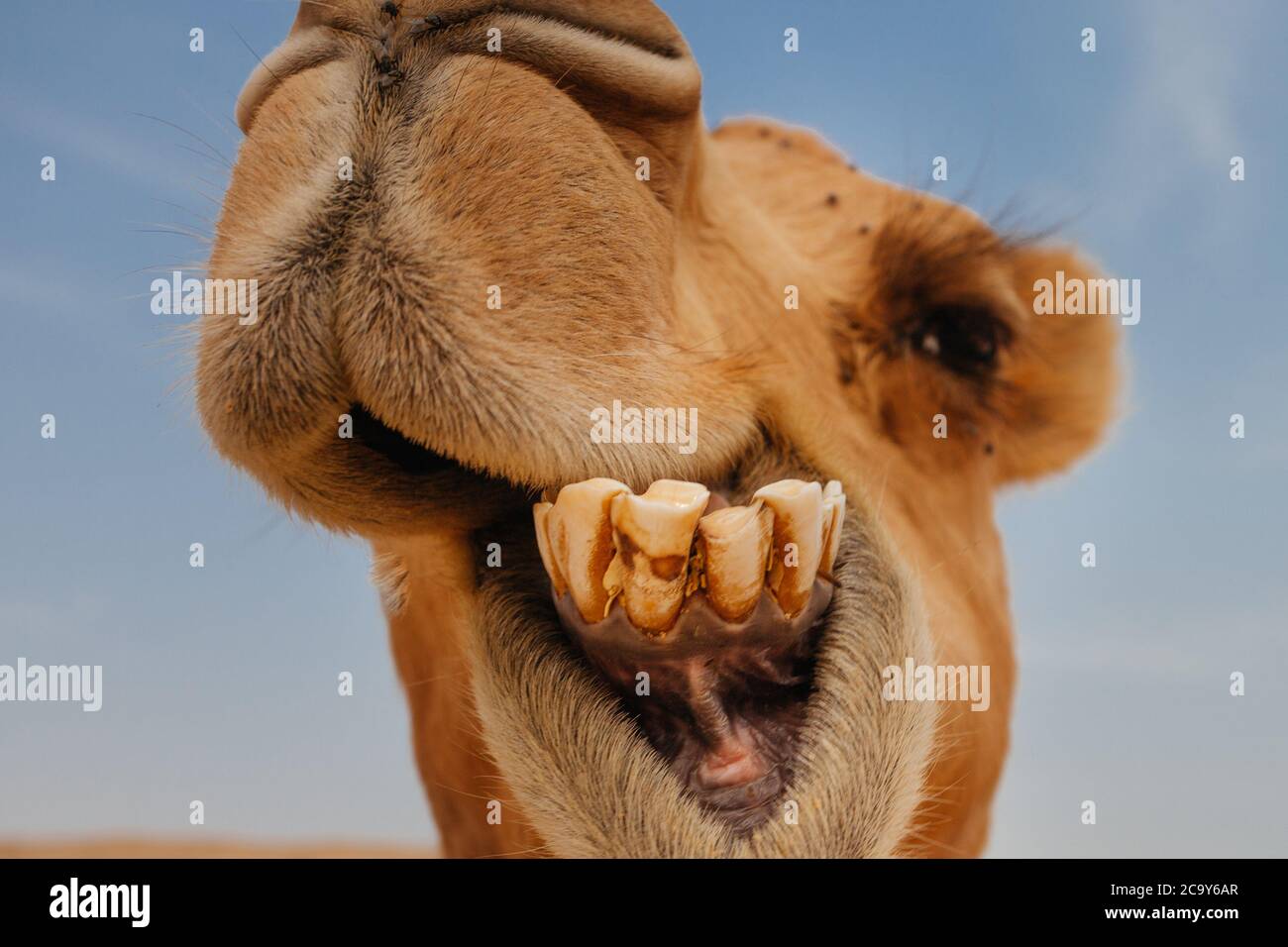 Camel tooth teeth camels hi-res stock photography and images - Alamy