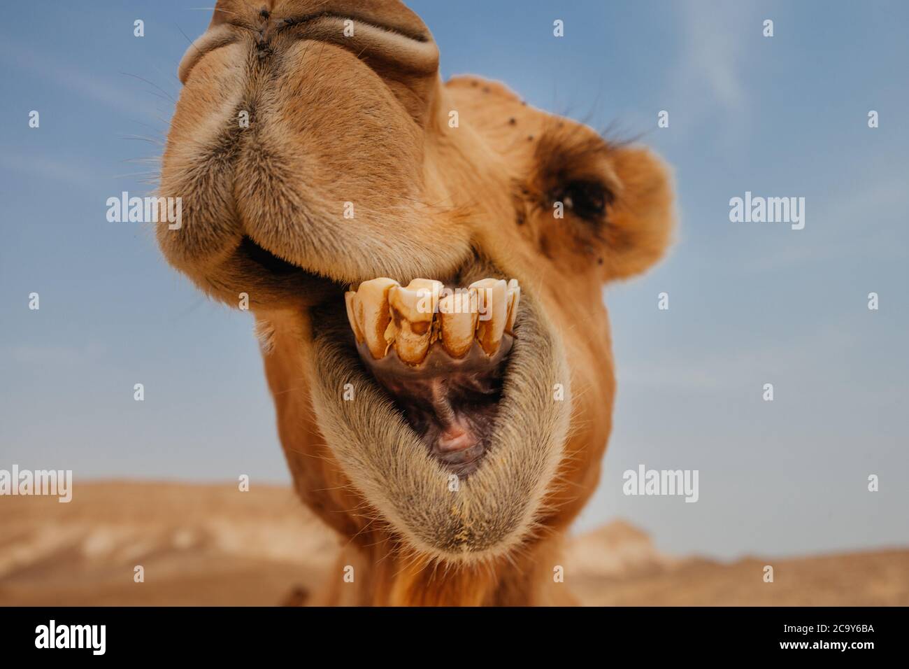 Camel tooth teeth camels hi-res stock photography and images - Alamy