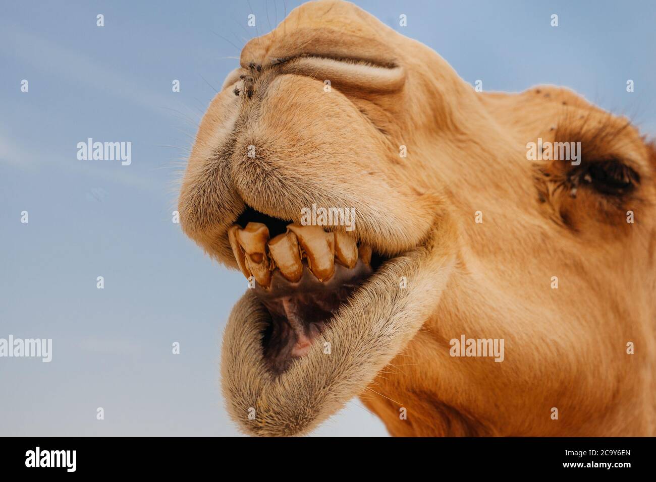 Camel in Israel desert, funny close up Stock Photo - Alamy