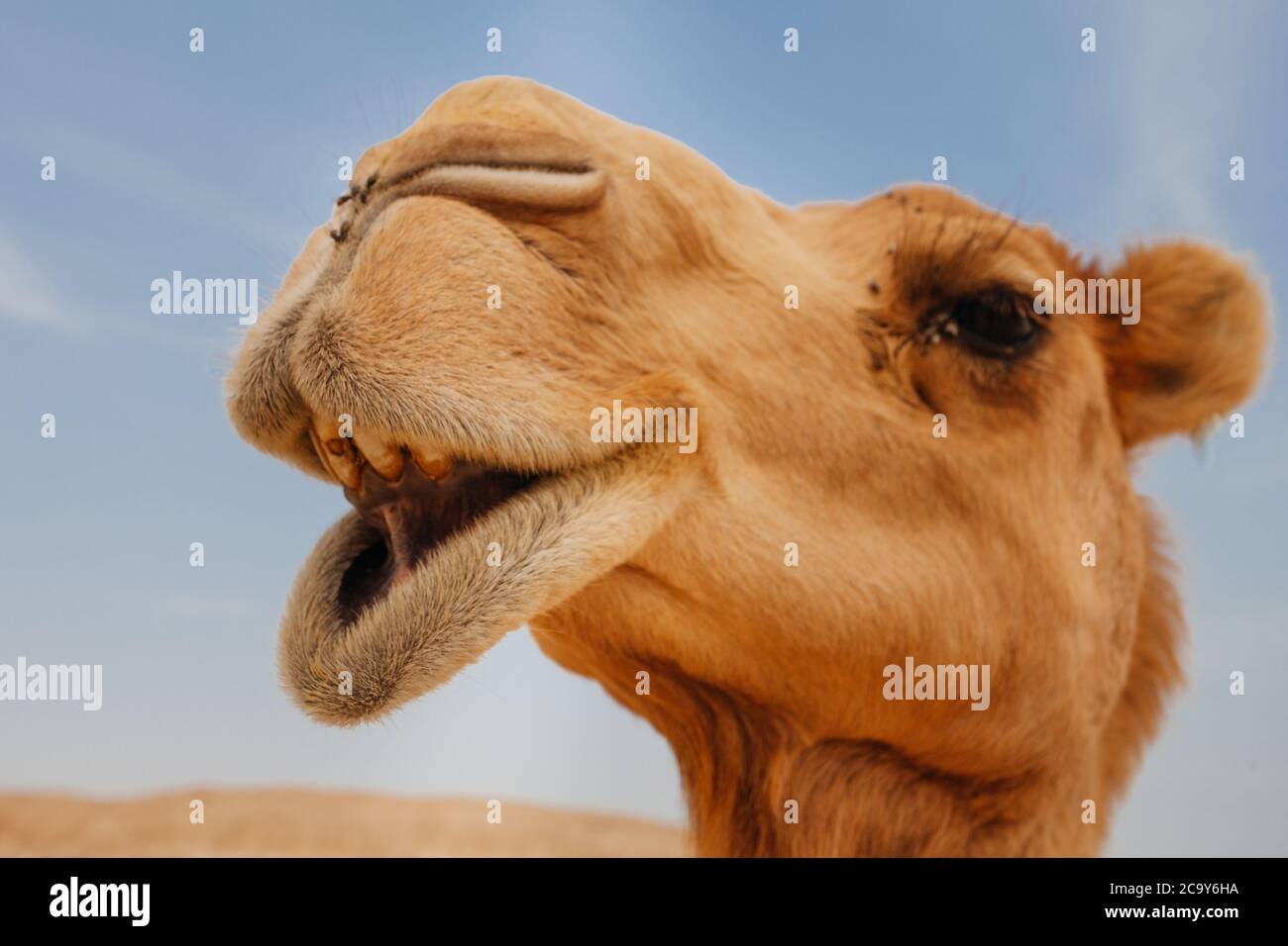 Camel tooth teeth camels hi-res stock photography and images - Alamy