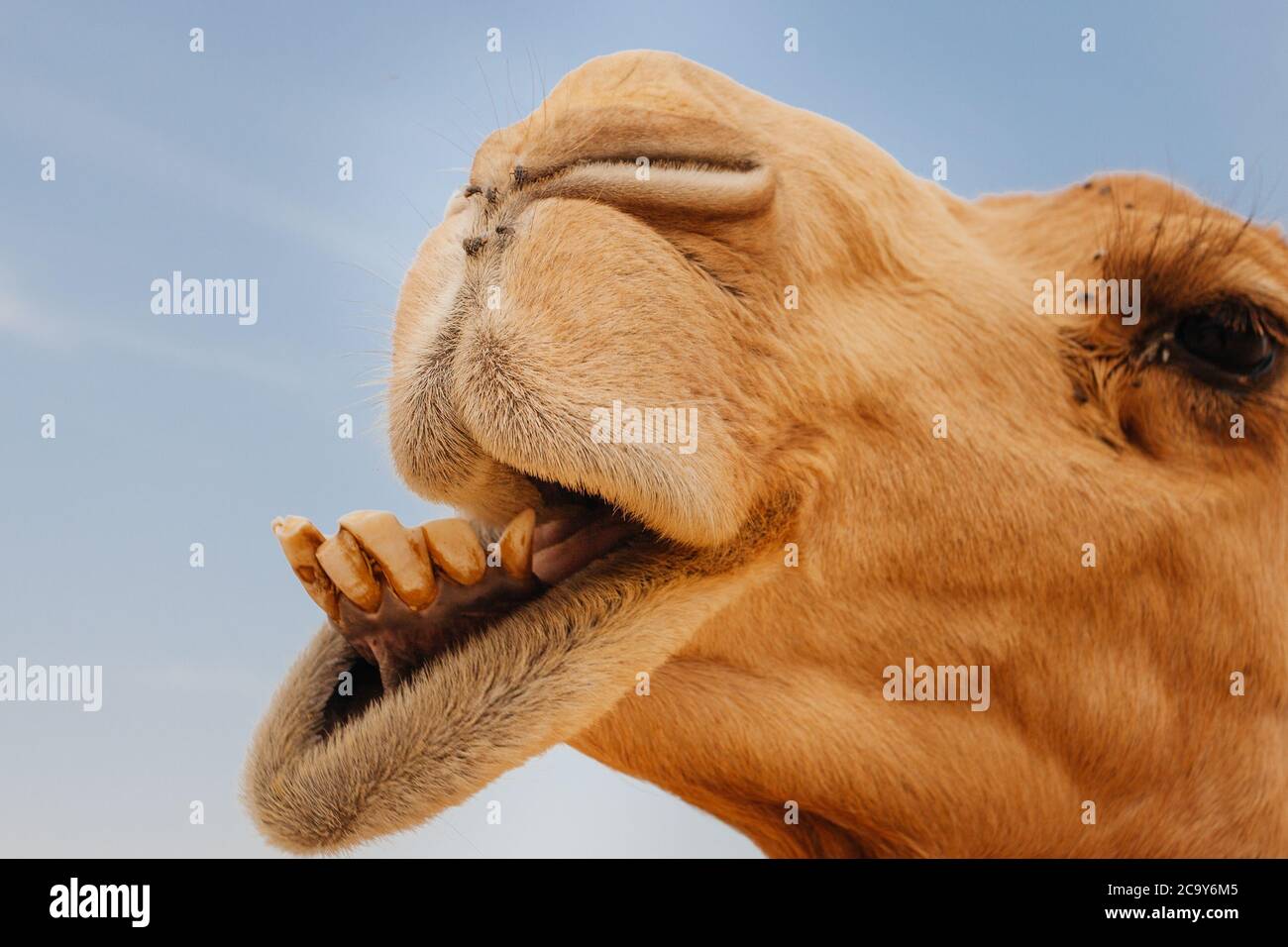 Camel tooth teeth camels hi-res stock photography and images - Alamy