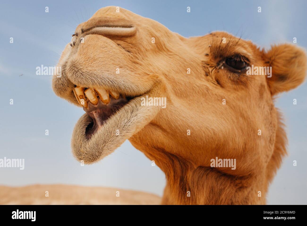 Camel in Israel desert, funny close up Stock Photo - Alamy