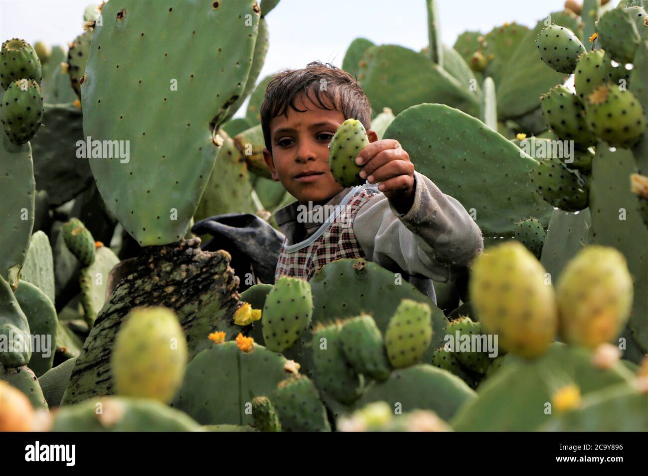 Sanaa, Yemen. 21st July, 2020. A child shows a prickly pear fruit at a ...