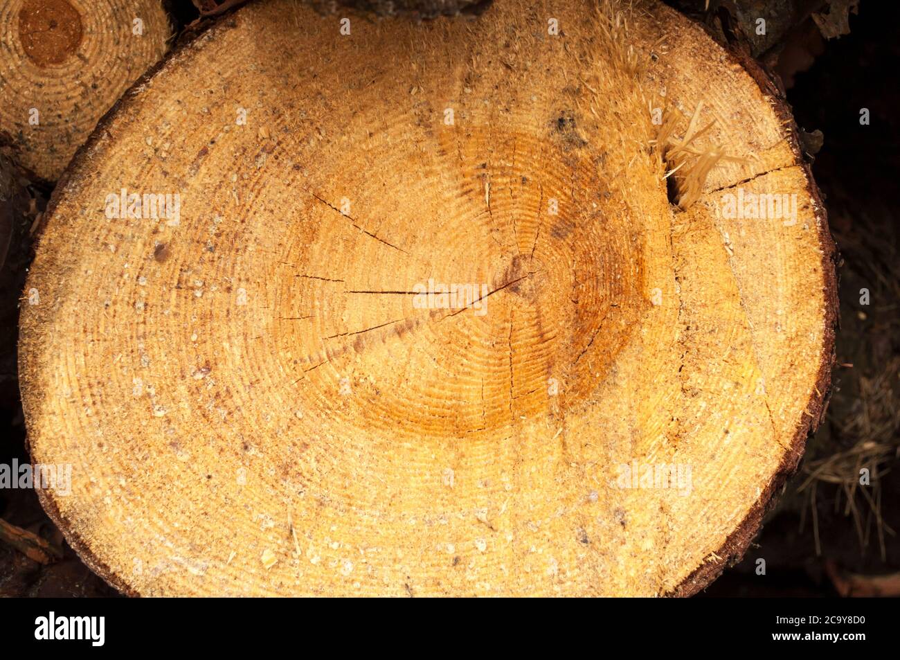 Cut of a pine log irregular shape with texture, ring, cracks, and knots ...