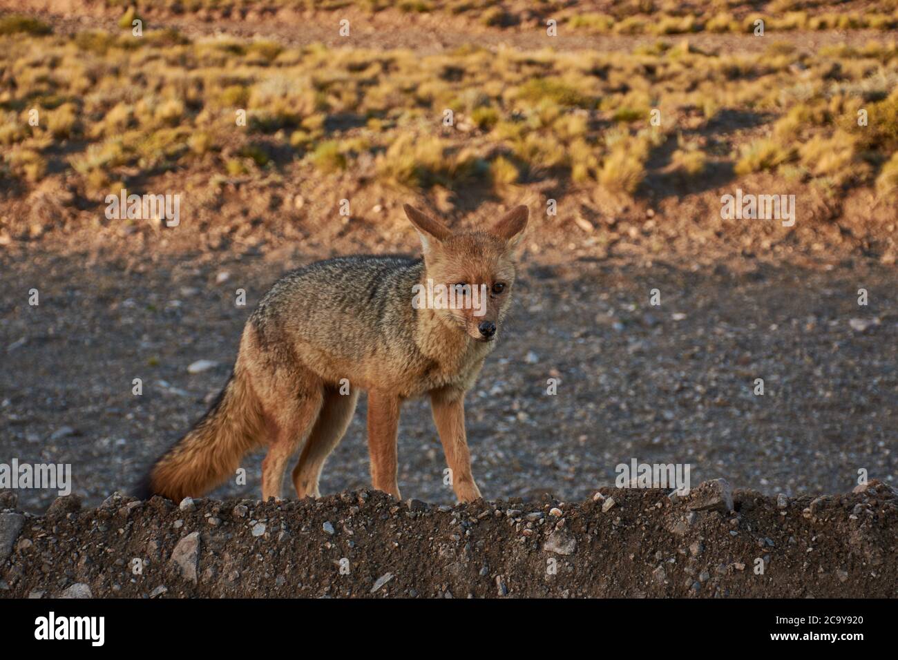 Andean dry forest hi-res stock photography and images - Alamy