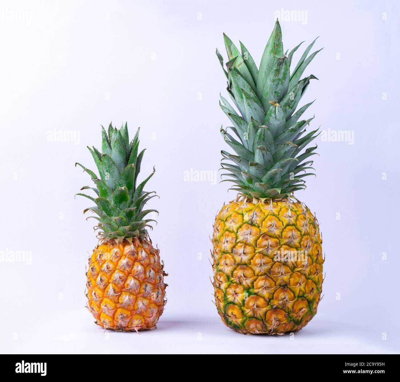 Image of two ripe fresh pineapples on white background Stock Photo - Alamy