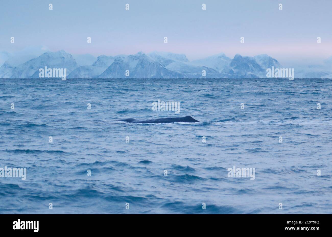 Sperm Whale in Andenes island. Vesteralen. Norway Stock Photo - Alamy