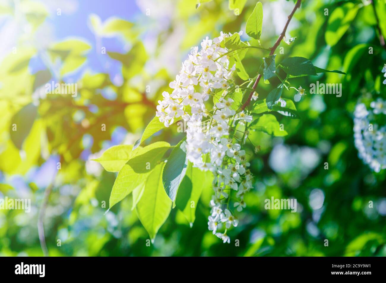 Spring flowering of the cherry tree with a Sunny glow on the side Stock ...