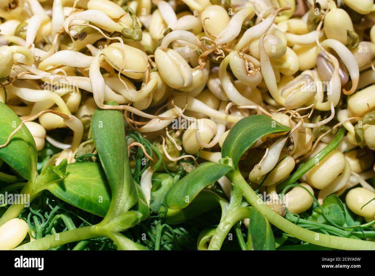 Close-up picture of green sprouted seeds of pea, bean, mung, sunseed ...