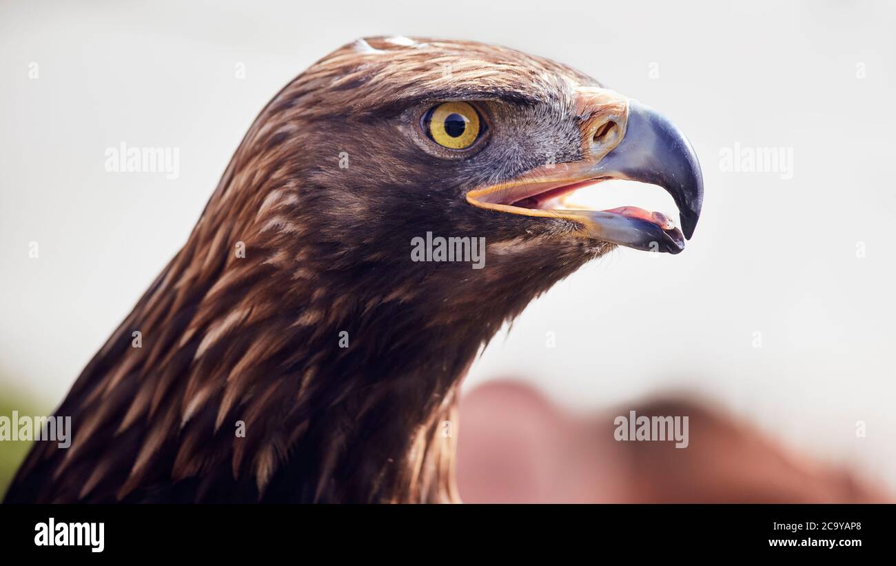 Shallow focus profile shot of a Golden Eagle staring at its prey Stock ...