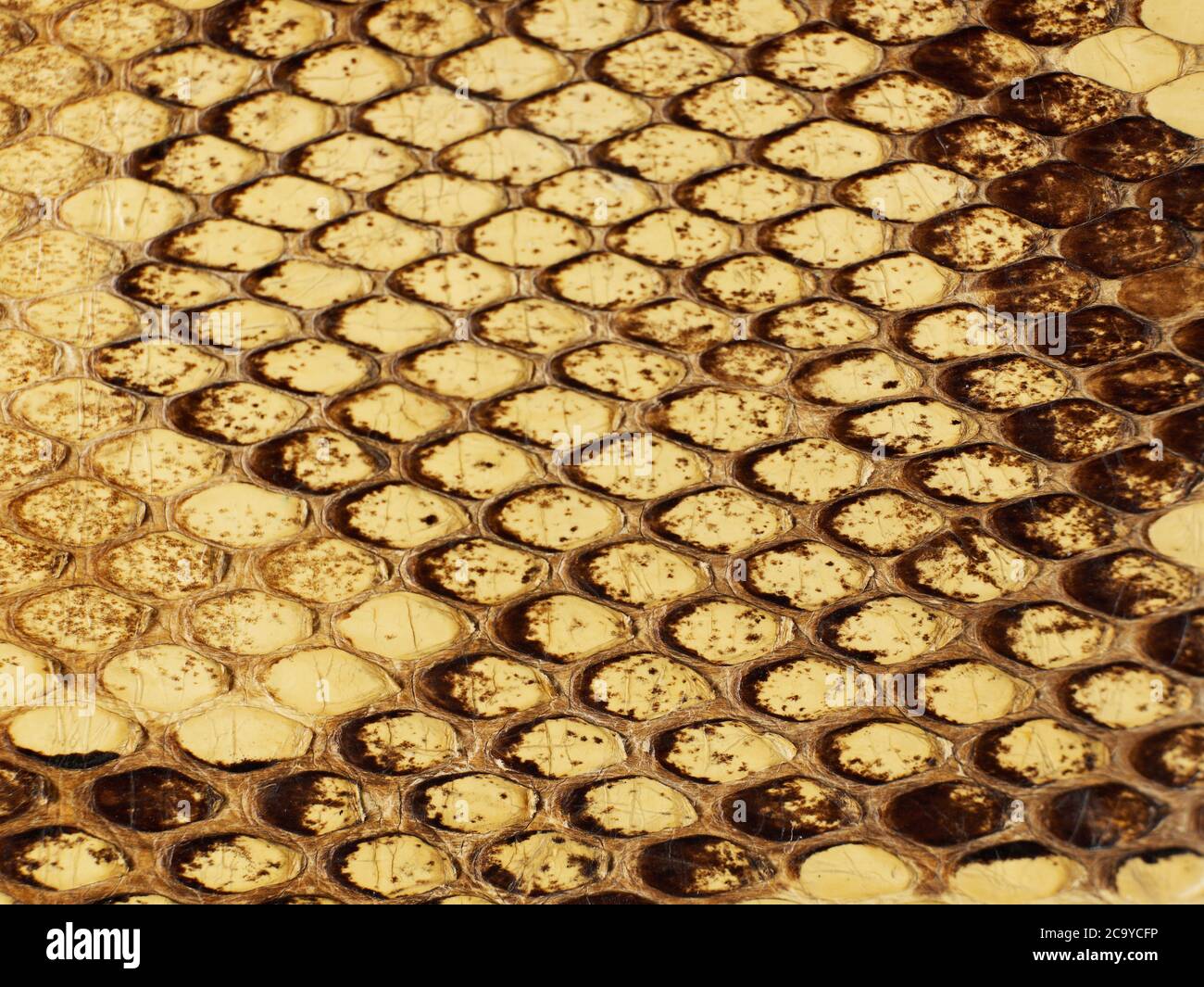 Snake leather texture Stock Photo - Alamy