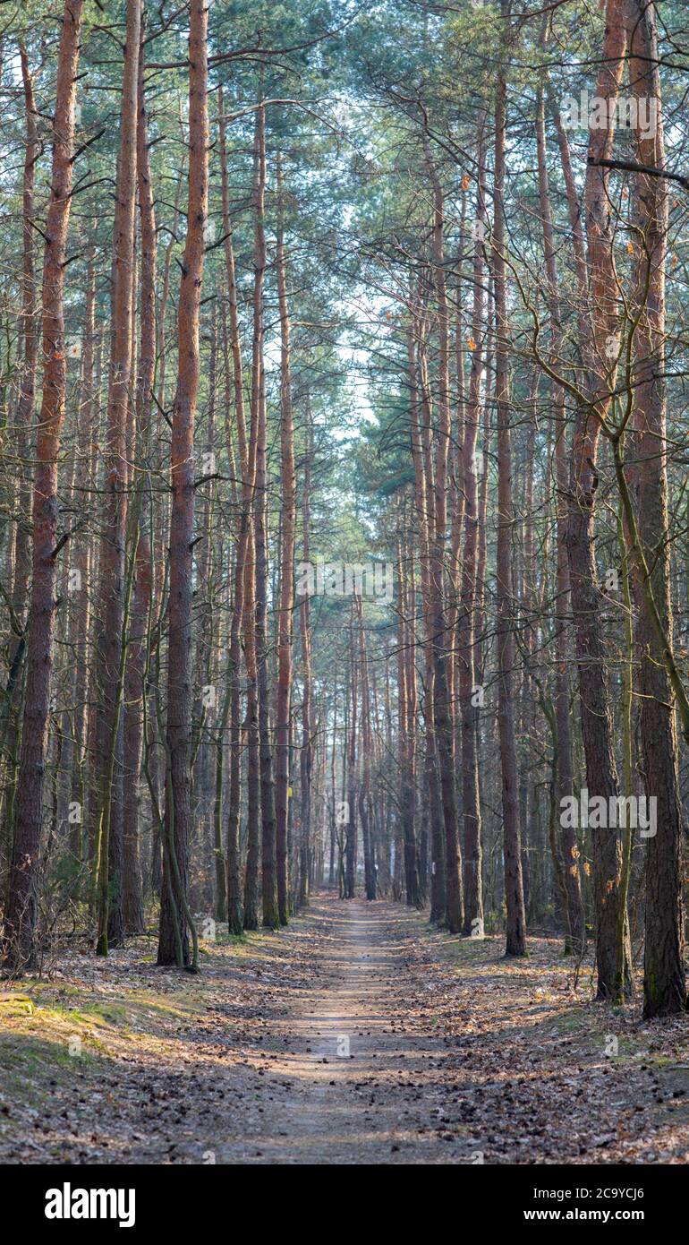 Forest. A forest walk. Fresh air Stock Photo - Alamy