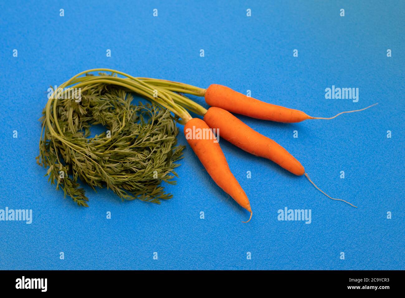 Three carrots on a blue background Stock Photo - Alamy