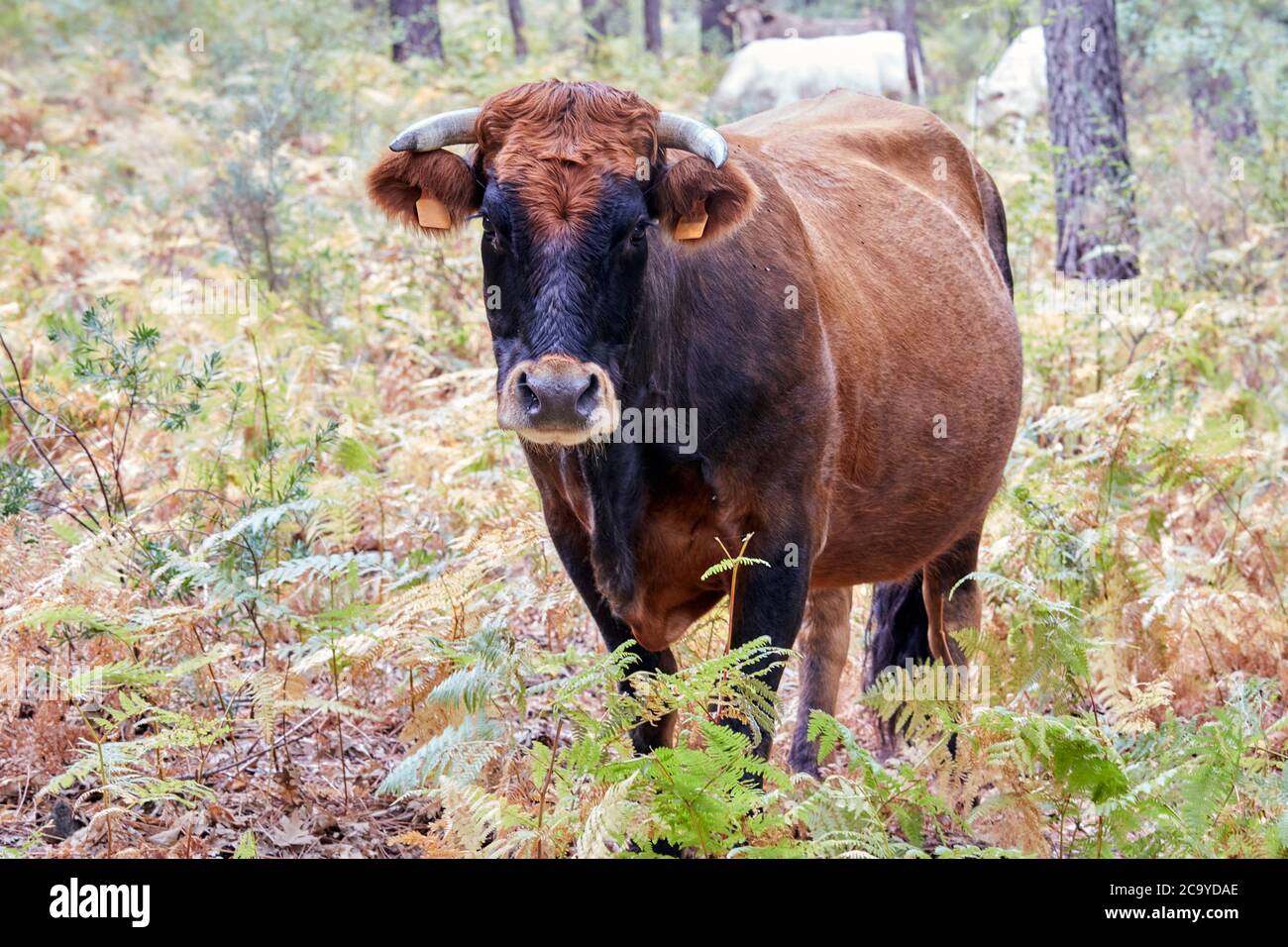 Closeup shot of a brown bull standing in the middle of nature with ...