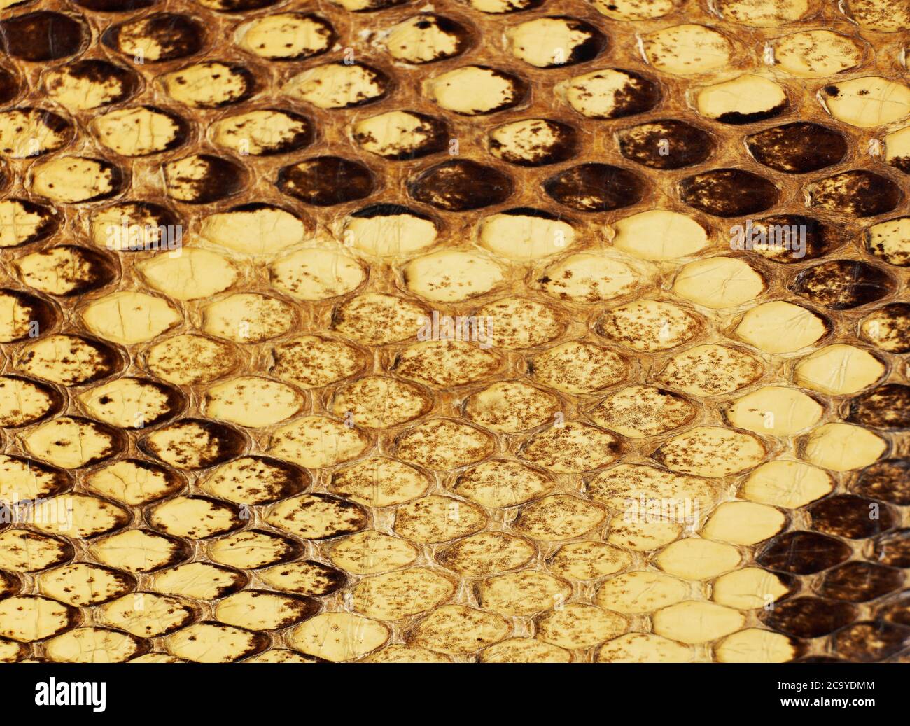 Snake leather texture Stock Photo - Alamy