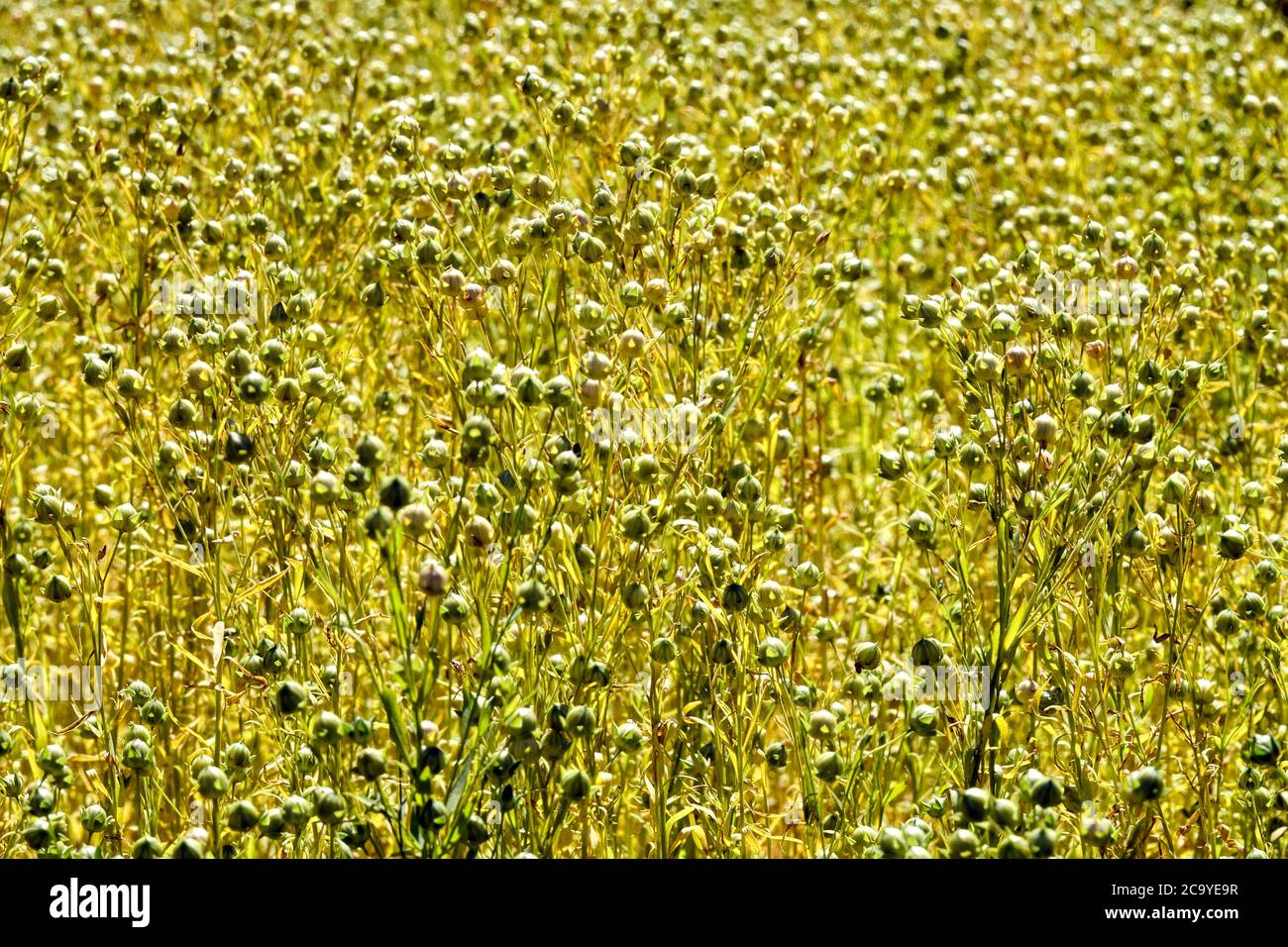Flax Linum usitatissimum ripening pods background Stock Photo - Alamy