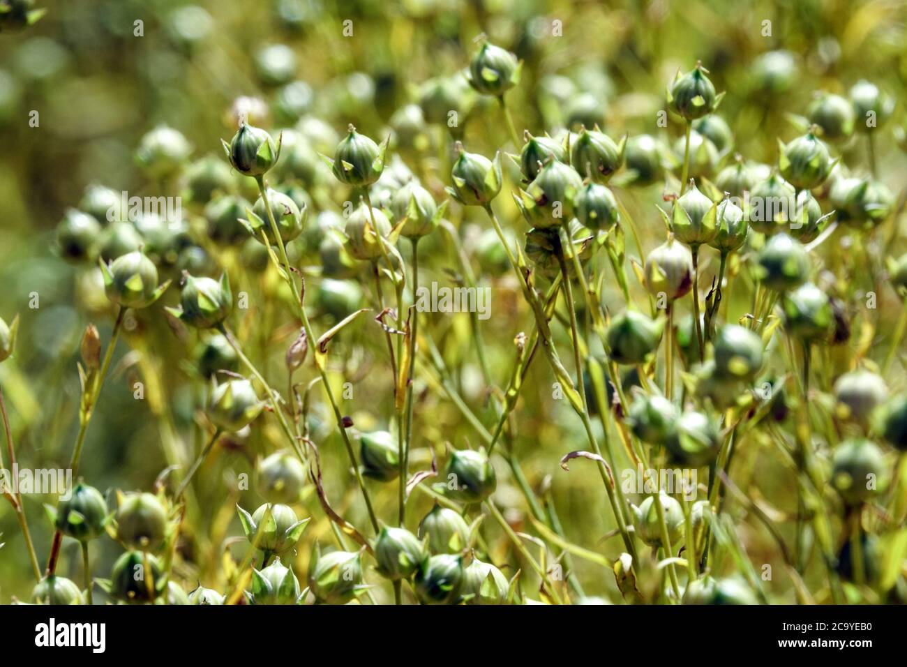 Flax Linum usitatissimum ripening pods Stock Photo - Alamy