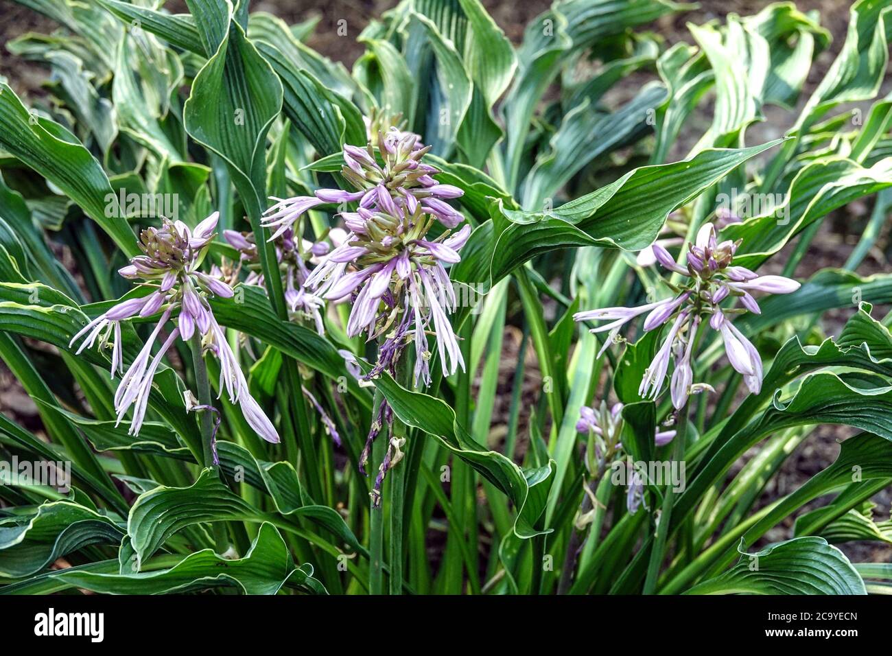 Hosta Praying Hands flowers hardy perennial plant Stock Photo - Alamy