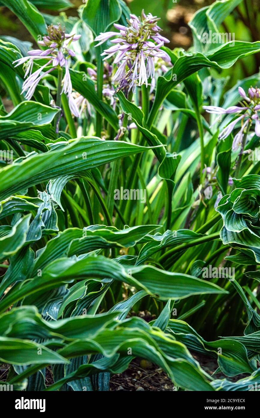 Hosta Praying Hands flowers Stock Photo - Alamy