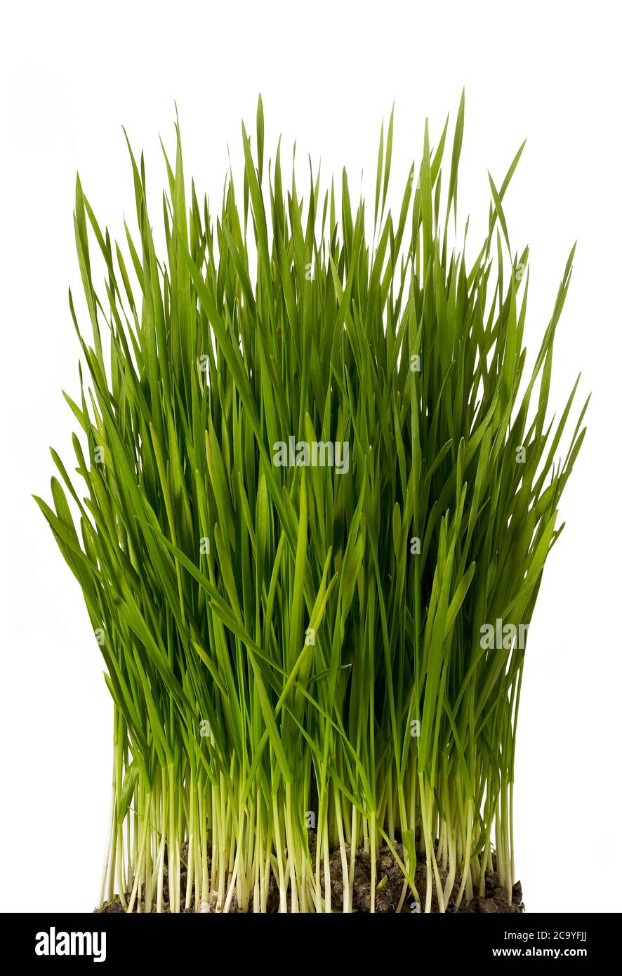 Blade of grass isolated Stock Photo - Alamy