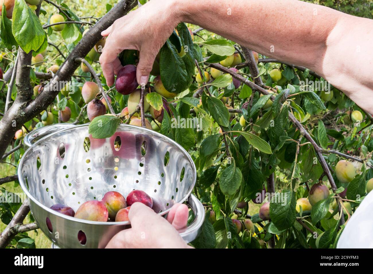 Woman picking plums from a tree in her garden into a colander Stock ...