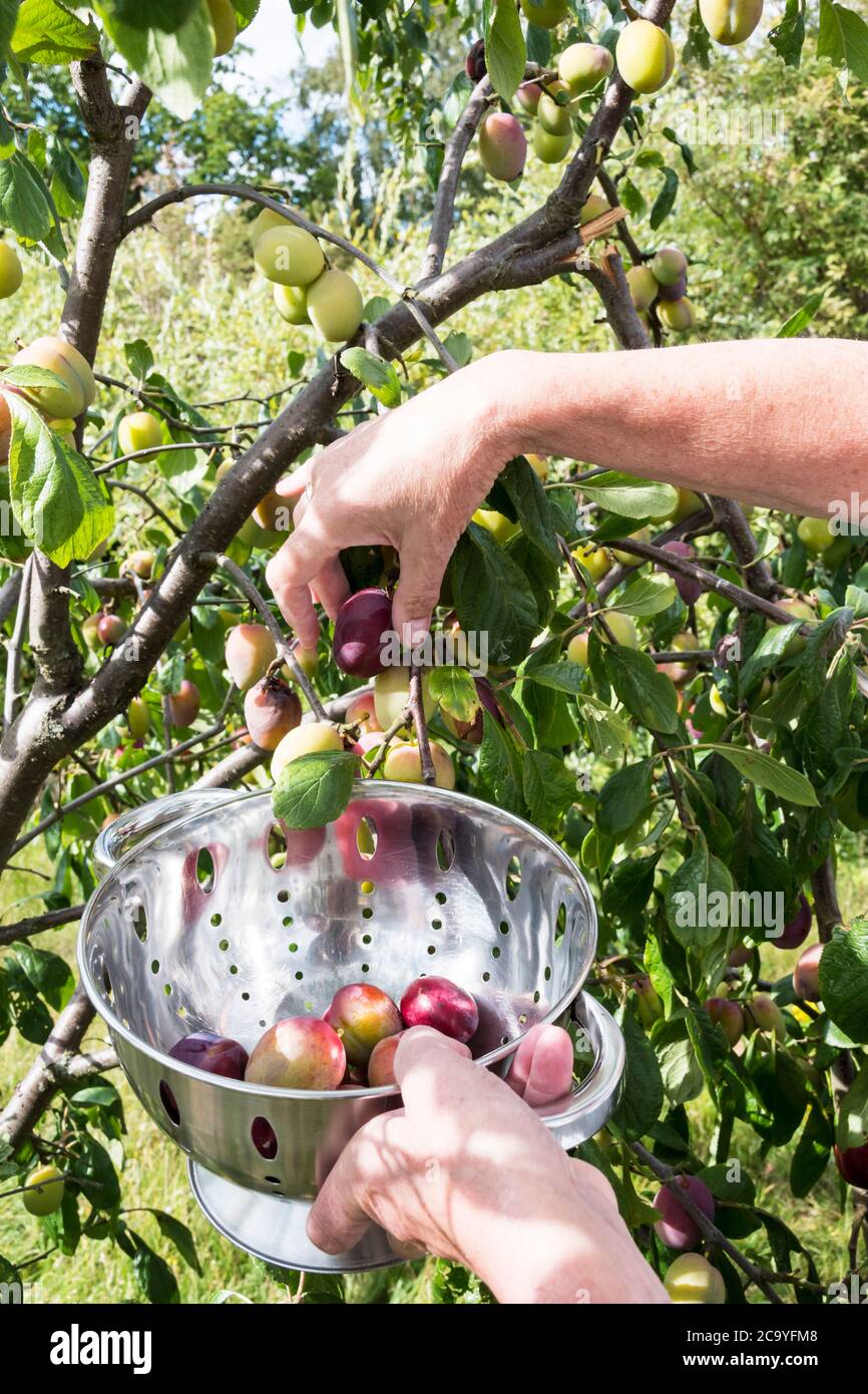 Woman picking plums from a tree in her garden into a colander Stock ...