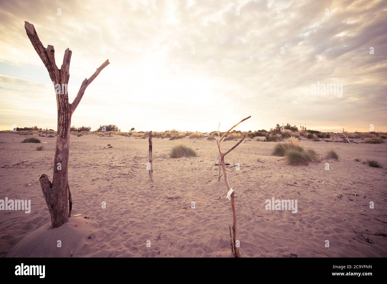 Porto Caleri coastal botanical garden and wild beach, Veneto, Italy ...
