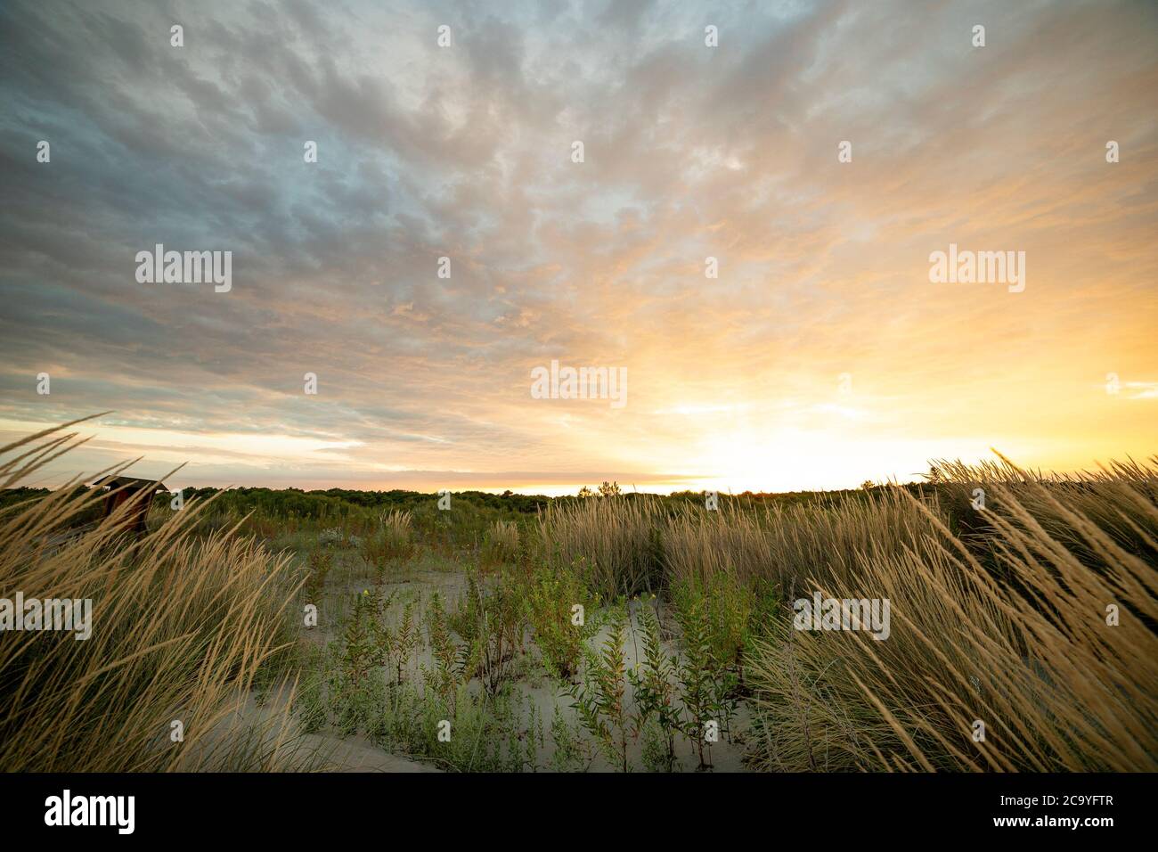 Porto Caleri coastal botanical garden and wild beach, Veneto, Italy ...