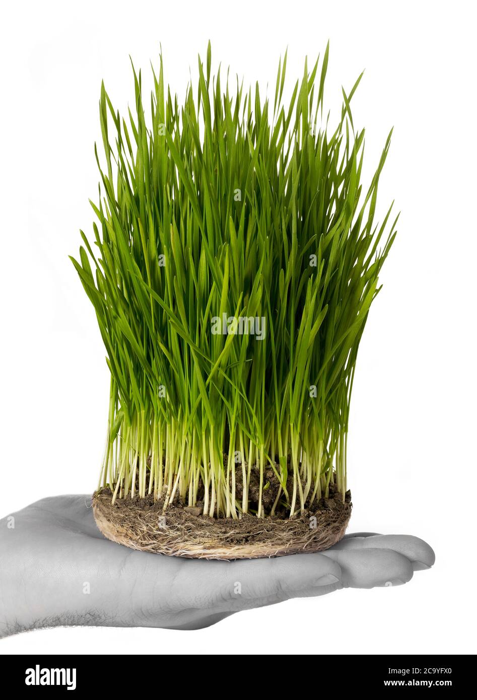 Holding a blade of grass isolated Stock Photo - Alamy