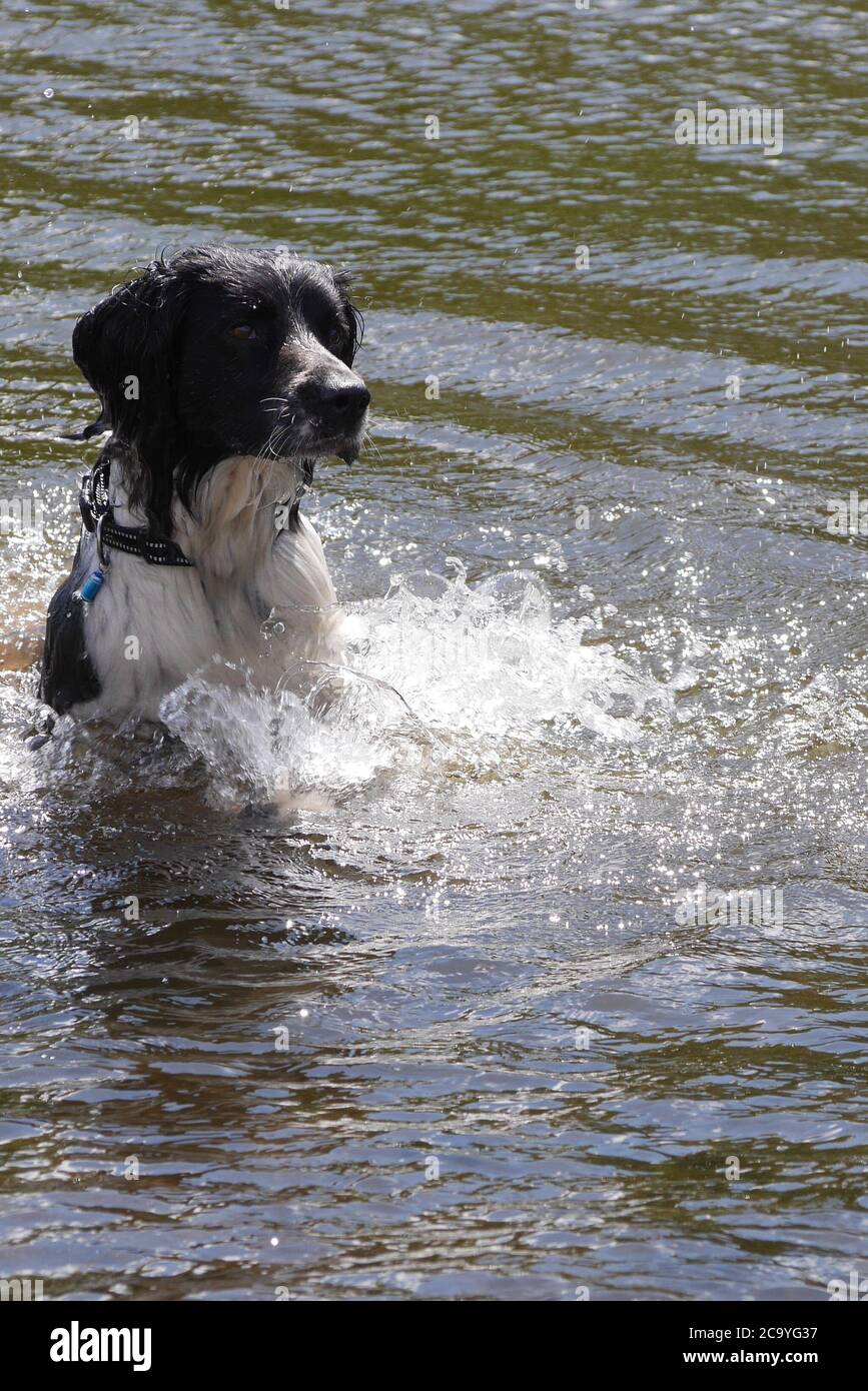 Black and White English Springer Spaniel Swimming in Bassenthwaite Lake ...