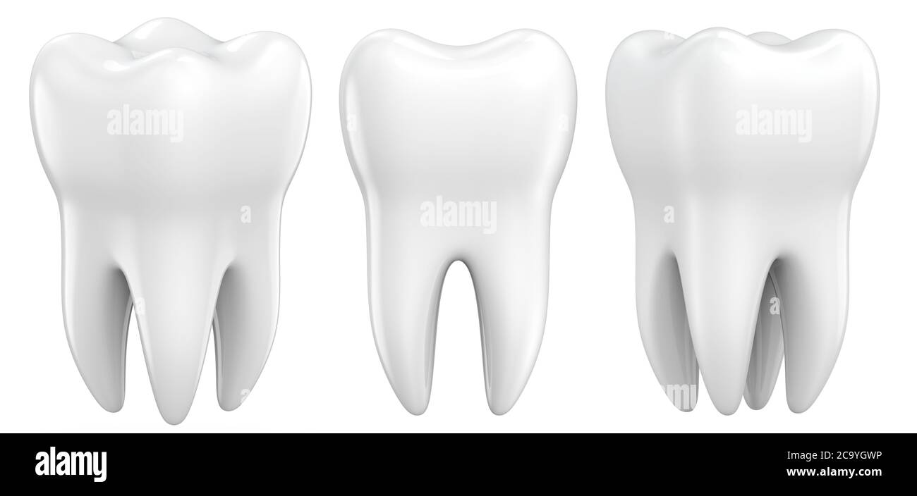 Tooth 3d Model