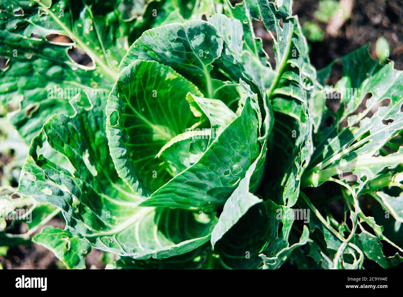 A cabbage that has been eaten by snails and slugs hi-res stock ...