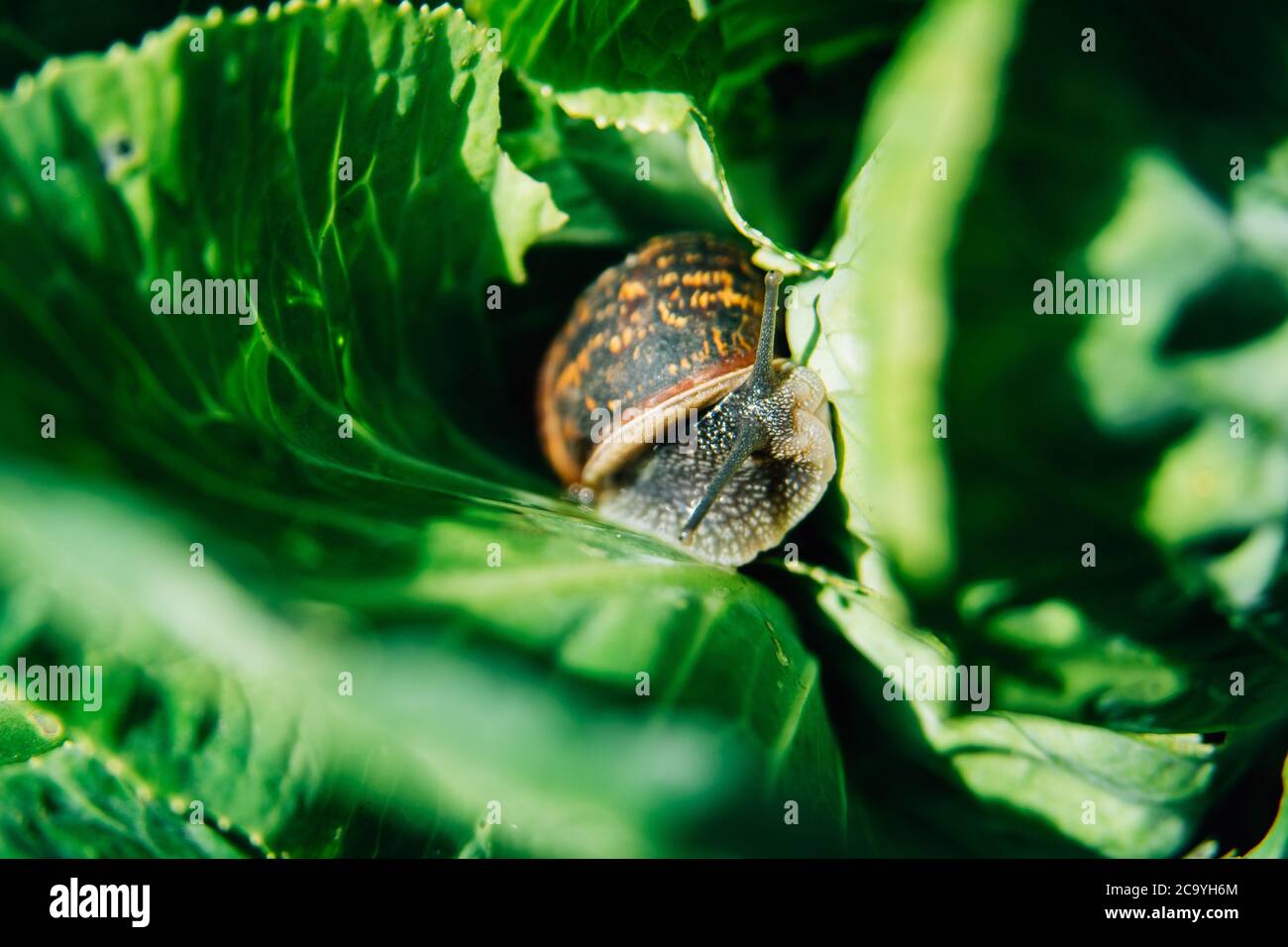 Allotment pests hi-res stock photography and images - Alamy