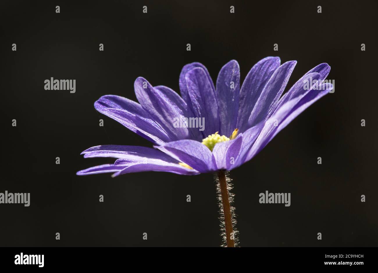 Individual flower hi-res stock photography and images - Alamy