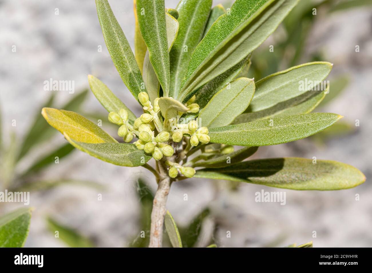 Olive leaf bud hi-res stock photography and images - Alamy