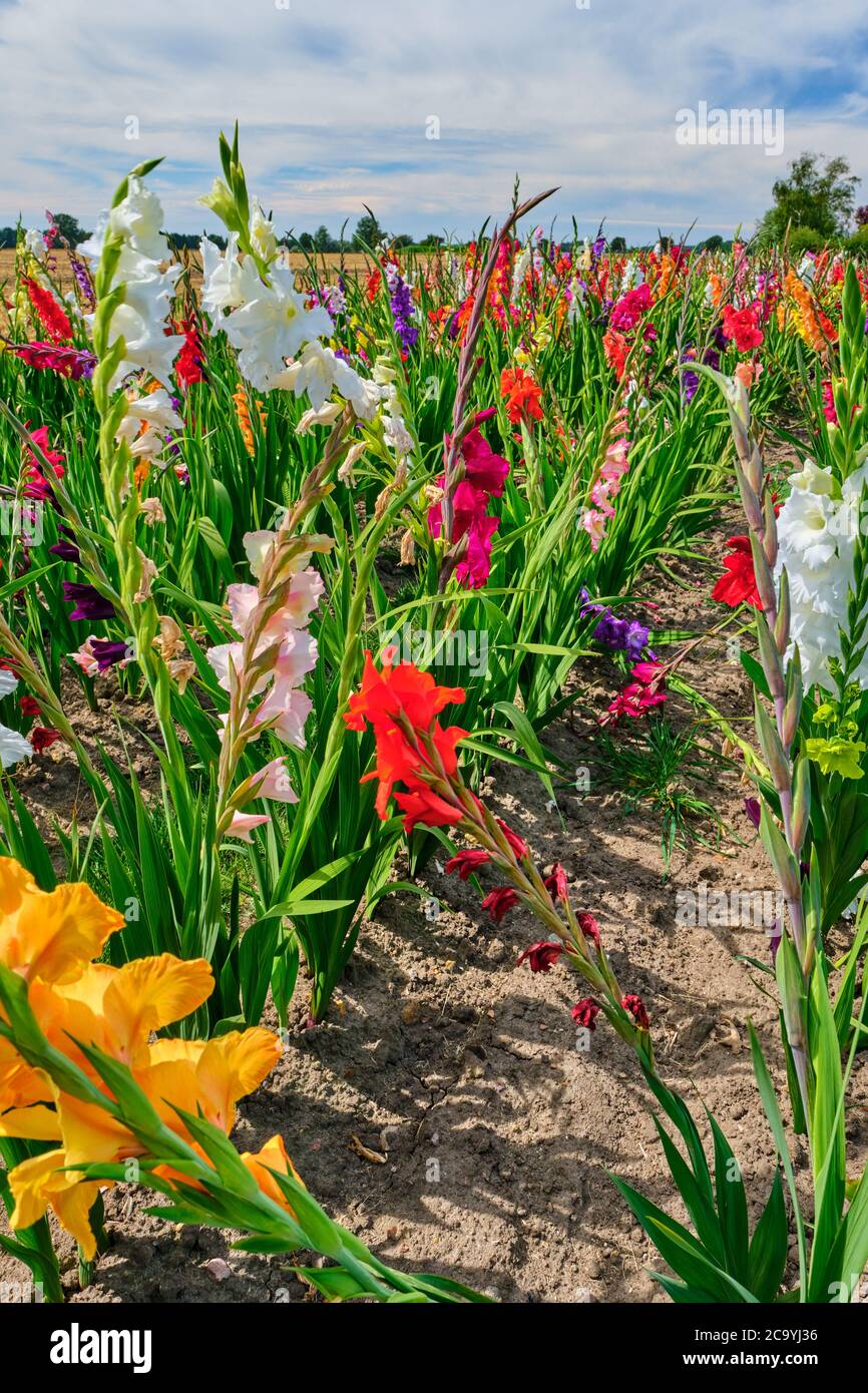 Field gladiolus hi-res stock photography and images - Alamy