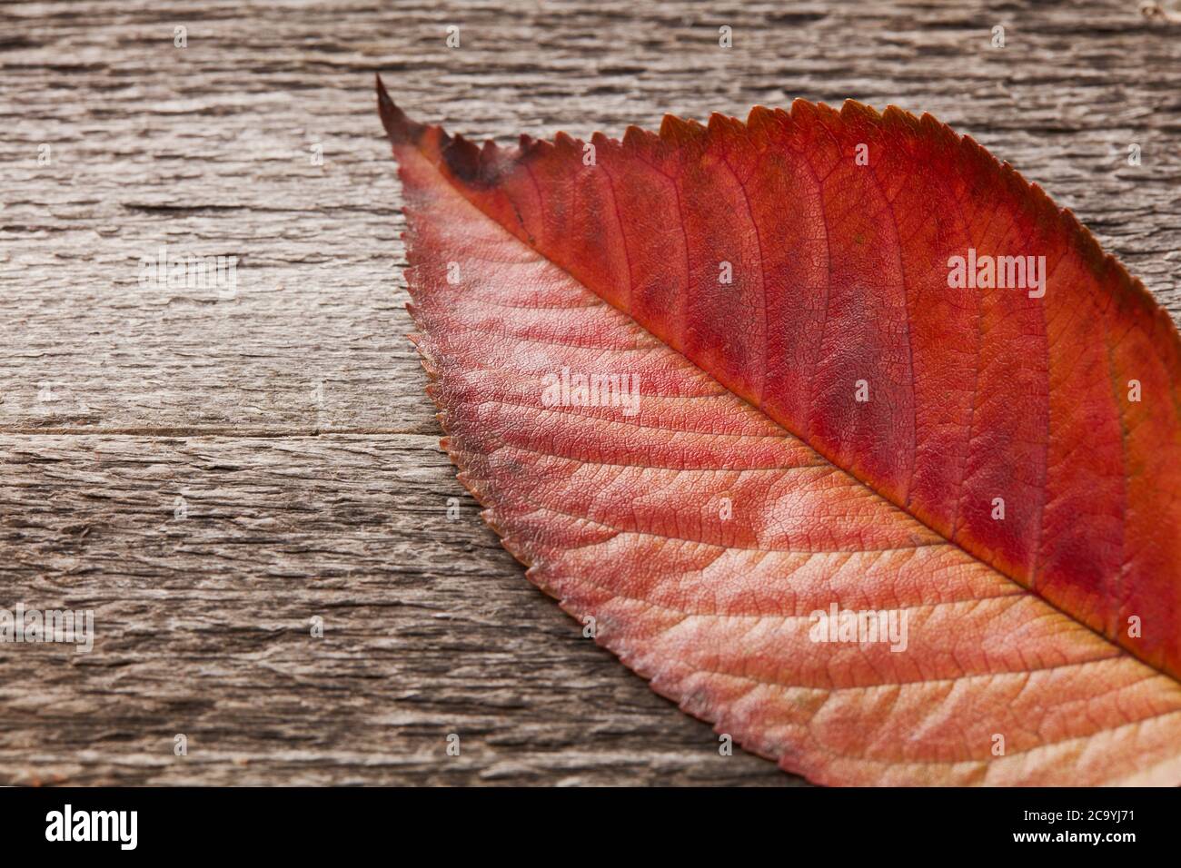 Autumn leaf close-up on wood Stock Photo - Alamy