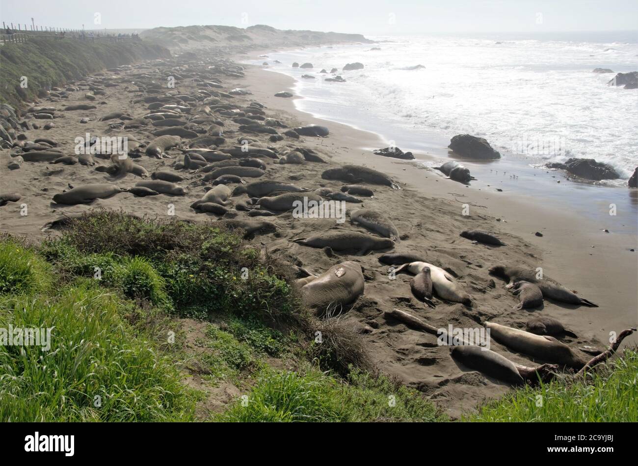 Elephant seals on the beach at Piedras Blancas, the shore of Pacific ...