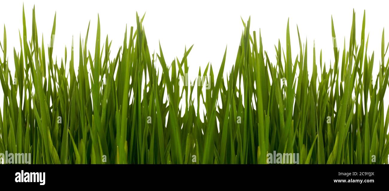 Blade of grass isolated Stock Photo - Alamy