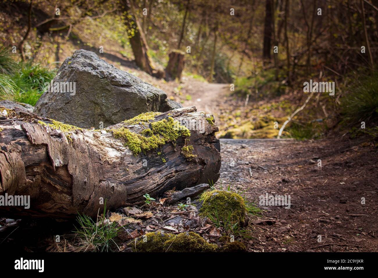 Tree bough in the Wrens National Nature Reserve in Dudley Stock Photo ...