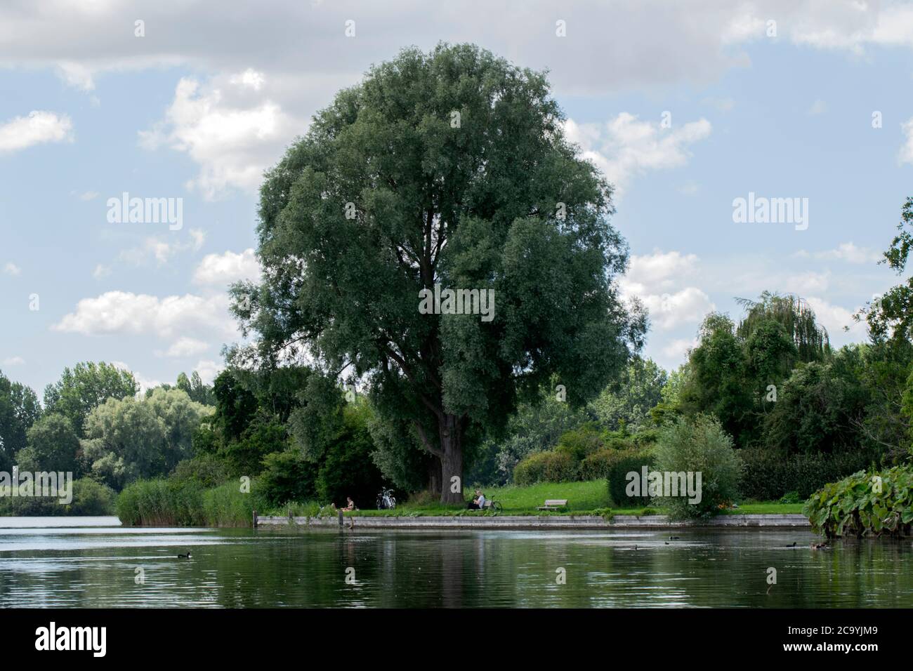 Large Tree At The Gaasperplas At Amsterdam The Netherlands 20-7-2020 ...