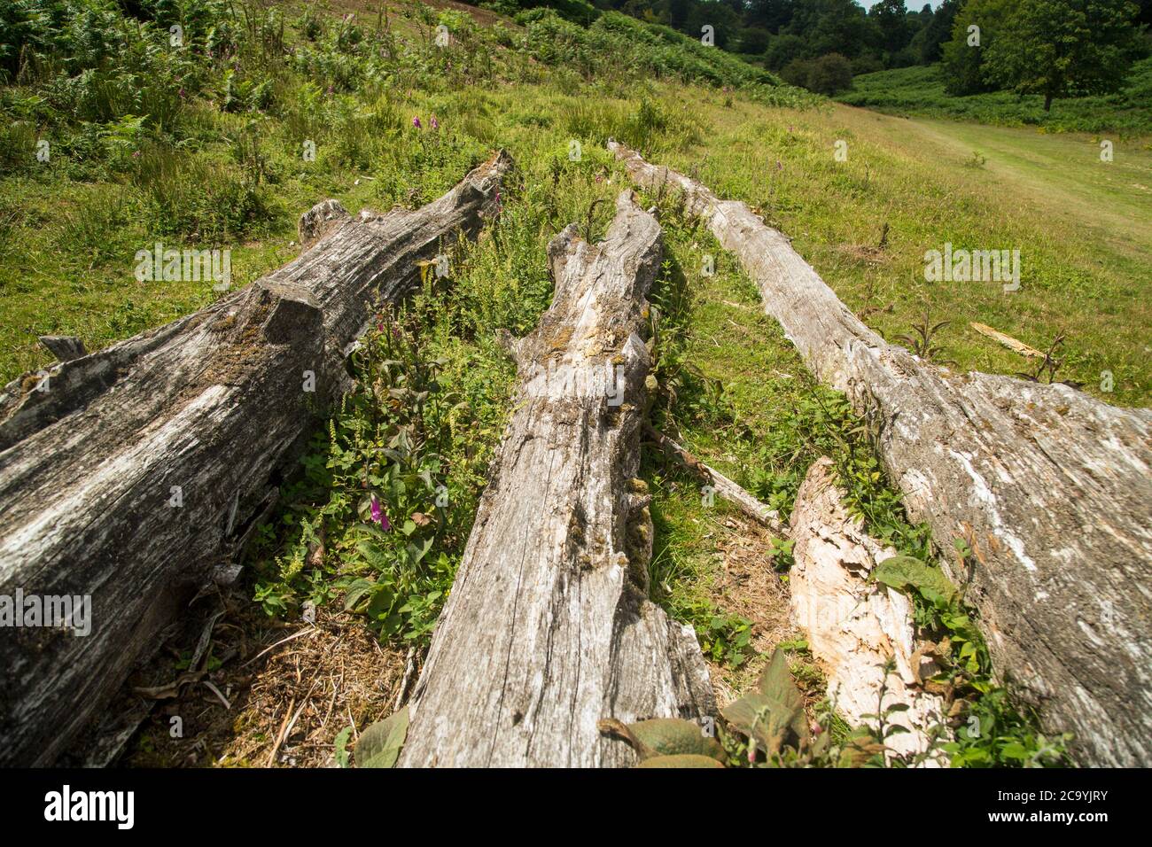 Tree trunks on the ground Stock Photo - Alamy