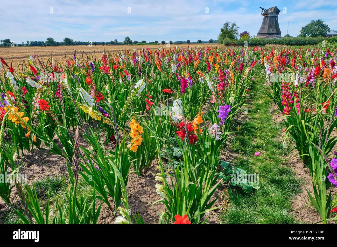 Gladiolus field hi-res stock photography and images - Alamy