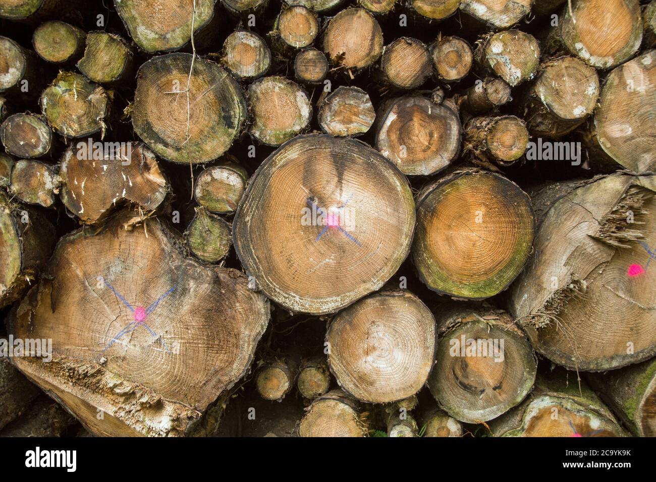 Enormous logs hi-res stock photography and images - Alamy
