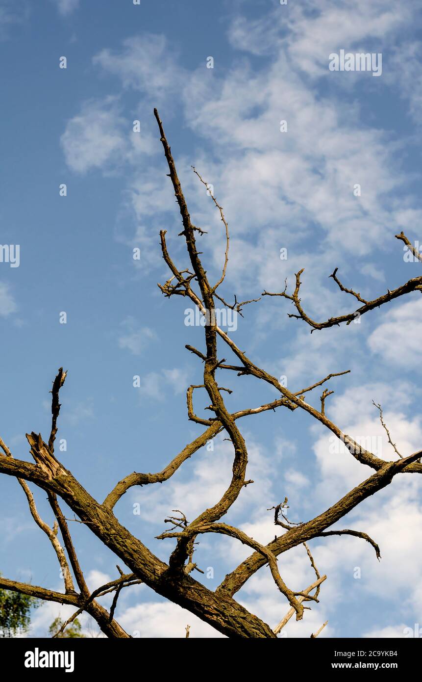 Dry branches of acacia against the blue sky. The trunk and the branches ...
