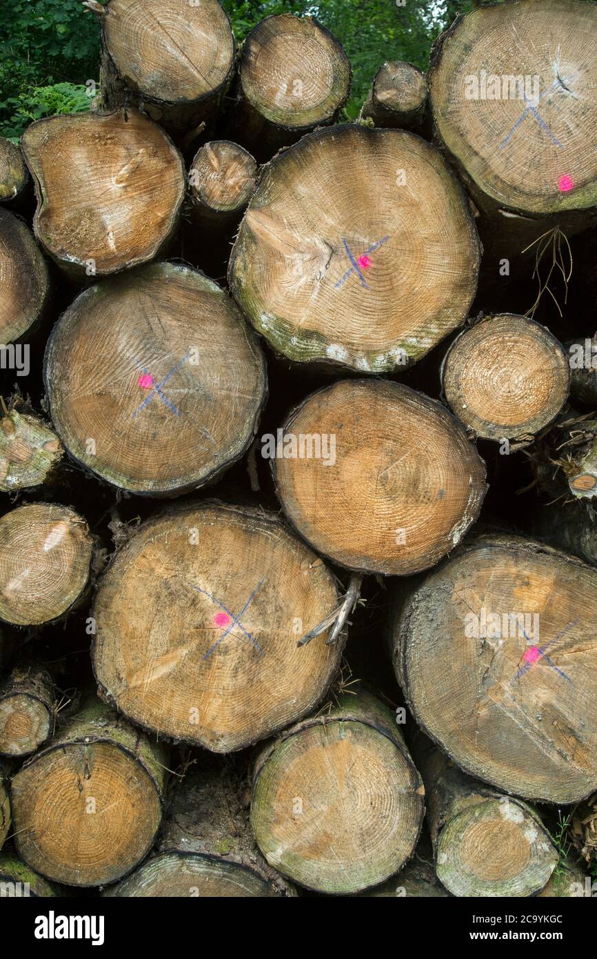 A huge pile of cut logs of timber Stock Photo - Alamy