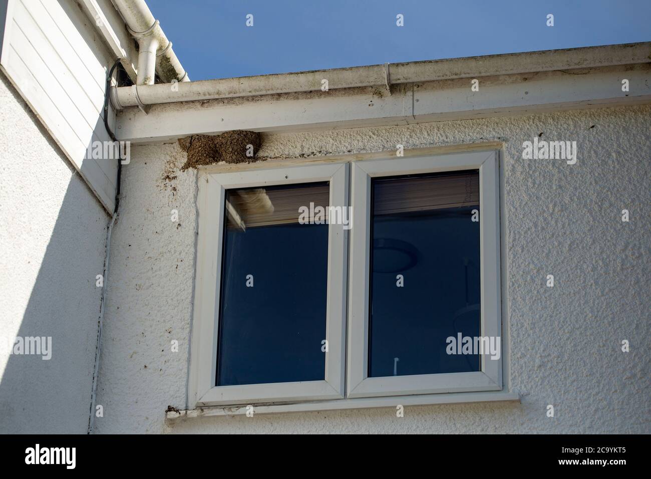 House Martin nests under the eaves of a house in Cornwall, England ...