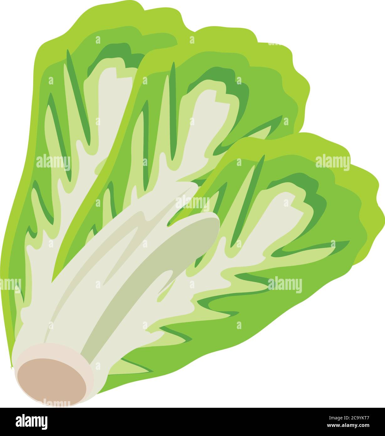 lettuce leaves on white background vector illustration design Stock ...